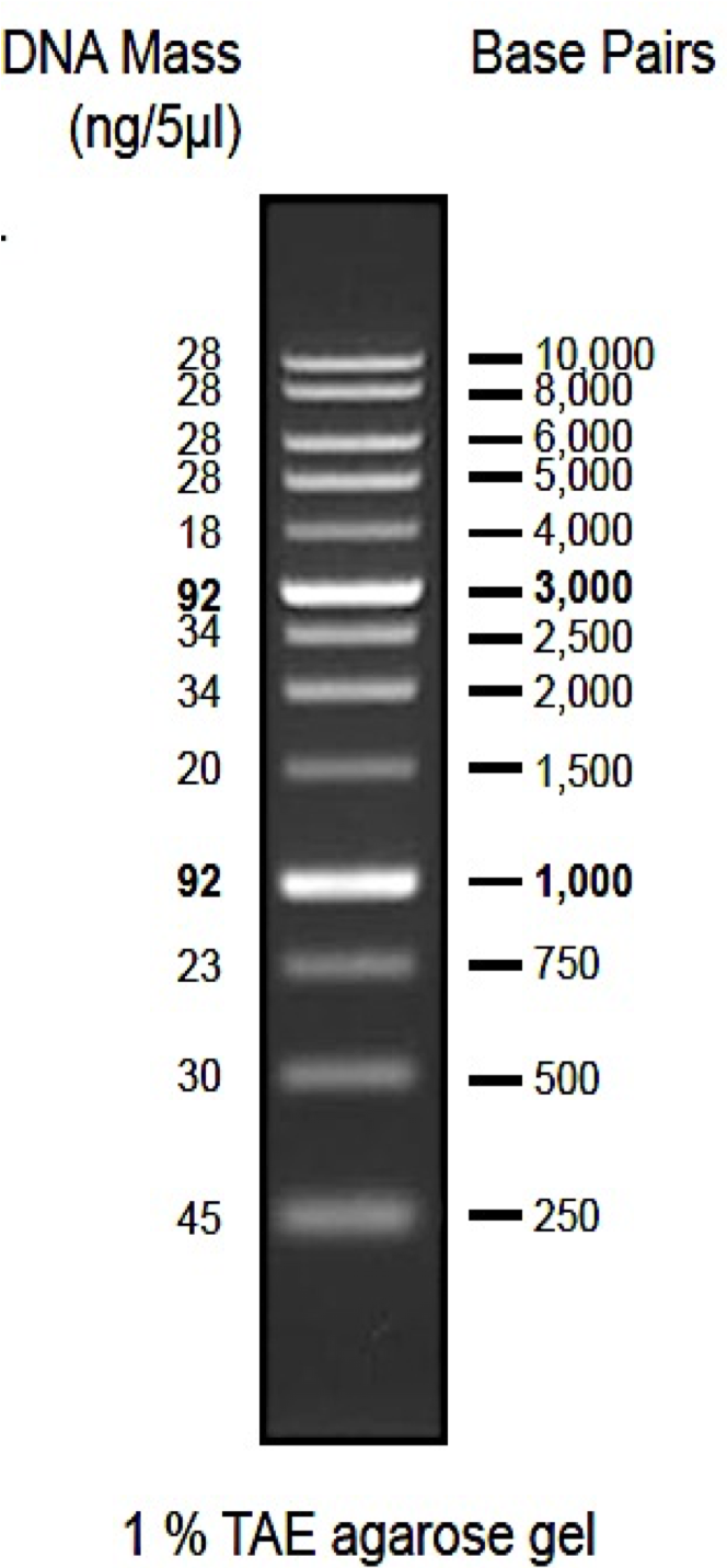 1KB DNA Ladder – Augmented Research